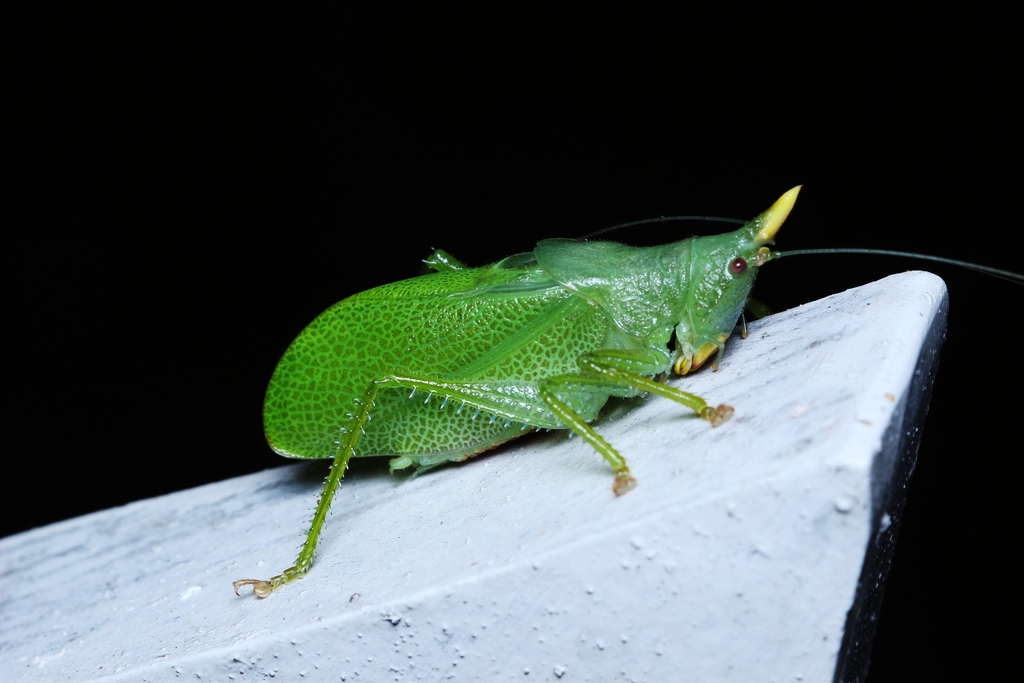 Copiphora brachyptera from Itatiaia - RJ, Brasil on November 17, 2016 ...