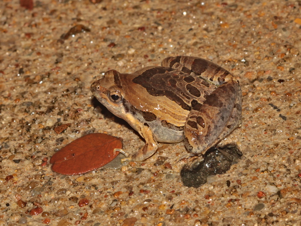 Beautiful Pygmy Frog from Ban Song Pe Nong, Kaeng Krachan, อำเภอแก่ง ...