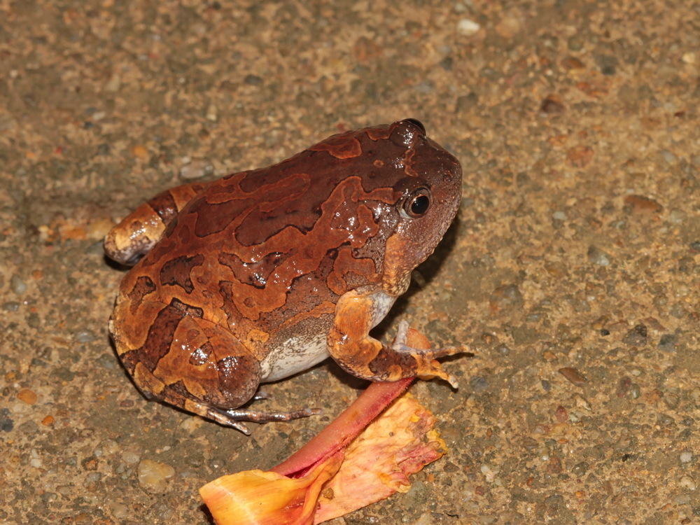 Burmese Squat Frog from Ban Song Pe Nong, Kaeng Krachan, อำเภอแก่ง ...