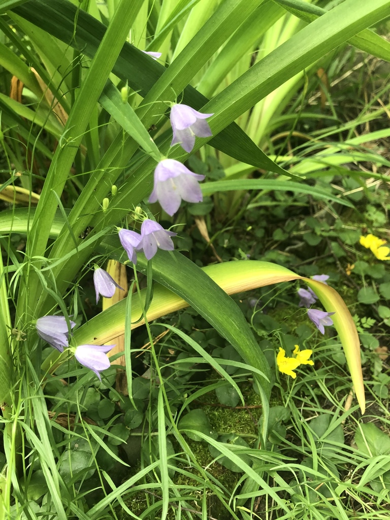 Common Harebell in July 2020 by Paltta · iNaturalist