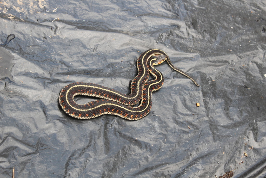 Valley Garter Snake from Bella Coola, BC, Canada on July 16, 2020 by ...