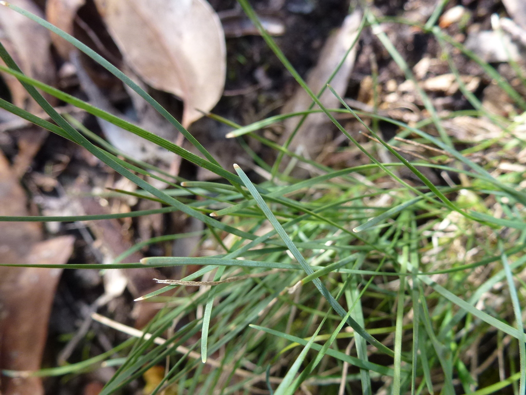 dwarf mat-rush from Cherry Gardens SA 5157, Australia on September 10 ...