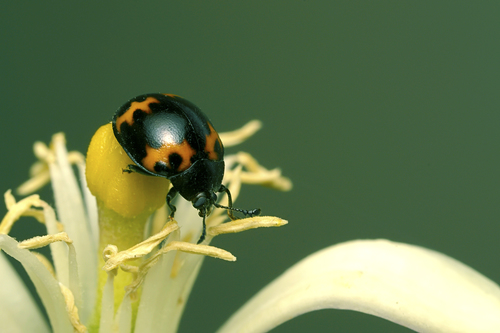Beccariola cardoni · iNaturalist