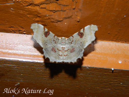 Genus Hyalinetta · iNaturalist