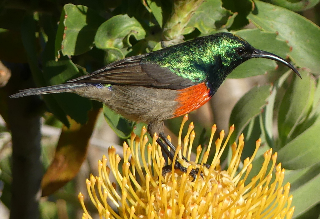 Southern Greater Double-collared Sunbird from Garden Route Botanical ...
