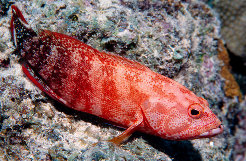 Mérou aile noire (Guide des poissons osseux de Polynésie Française ...