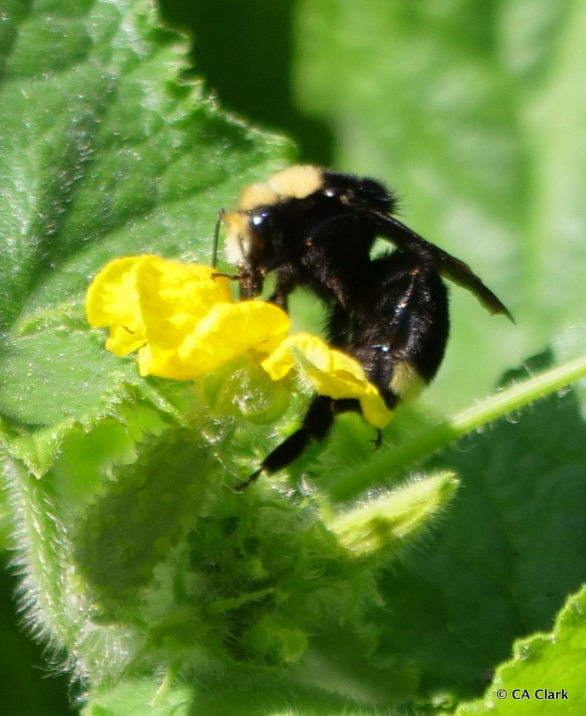 Yellow-faced Bumble Bee from Mountain View, California, USA on June 26 ...