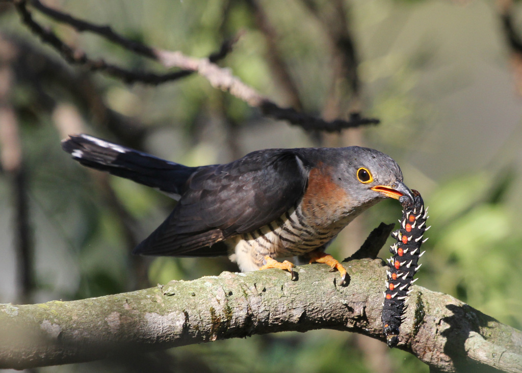 Red-chested Cuckoo (Erica) · iNaturalist
