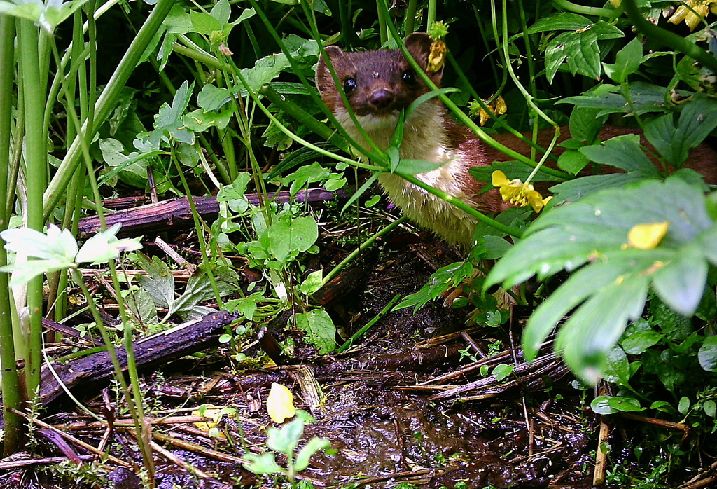 Eurasian Stoat from Holmfjell, Tana, Norge on July 28, 2020 at 03:11 PM ...