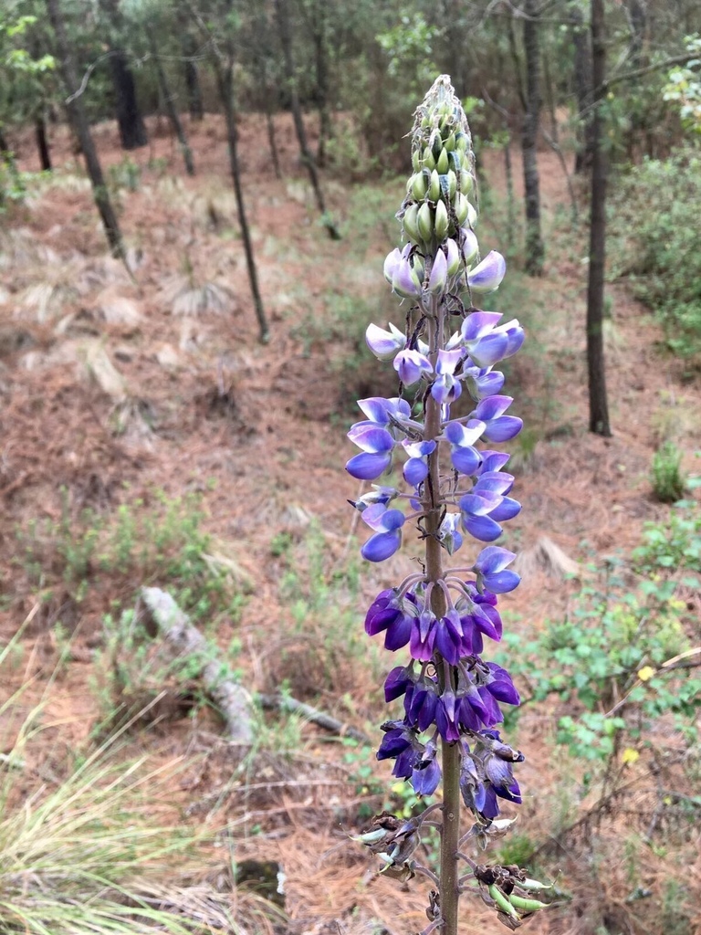 (Lupinus mexicanus) - Botanical Realm