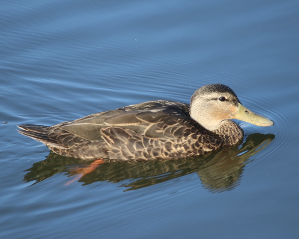 Mallard × Mottled Duck from Cameron, Texas, United States on July 26 ...