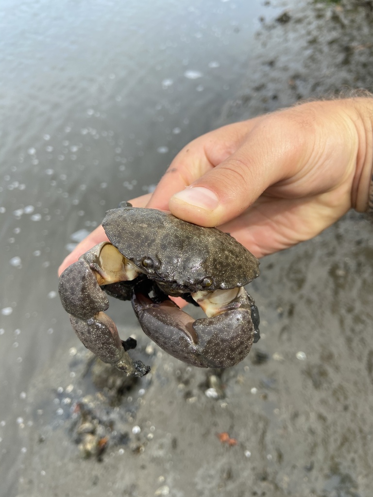 Florida Stone Crab from New Smyrna Beach, FL, US on July 28, 2020 at 09 ...