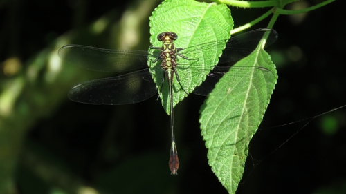Clubbed Longlegs (Notogomphus leroyi) · iNaturalist