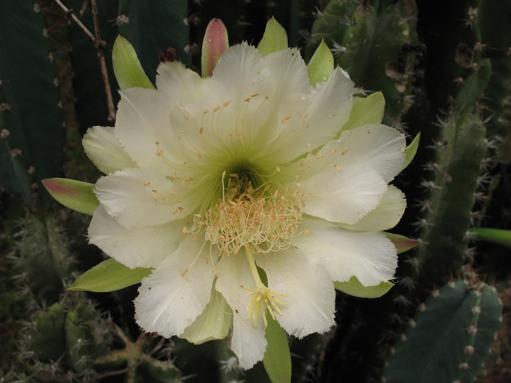 Cereus (Trabajo final Naturalista) · iNaturalist