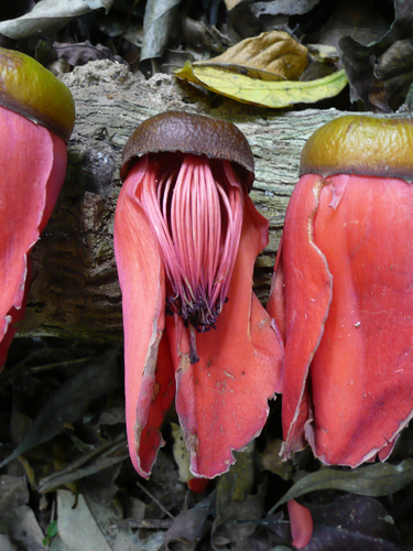 Bombax buonopozense · iNaturalist