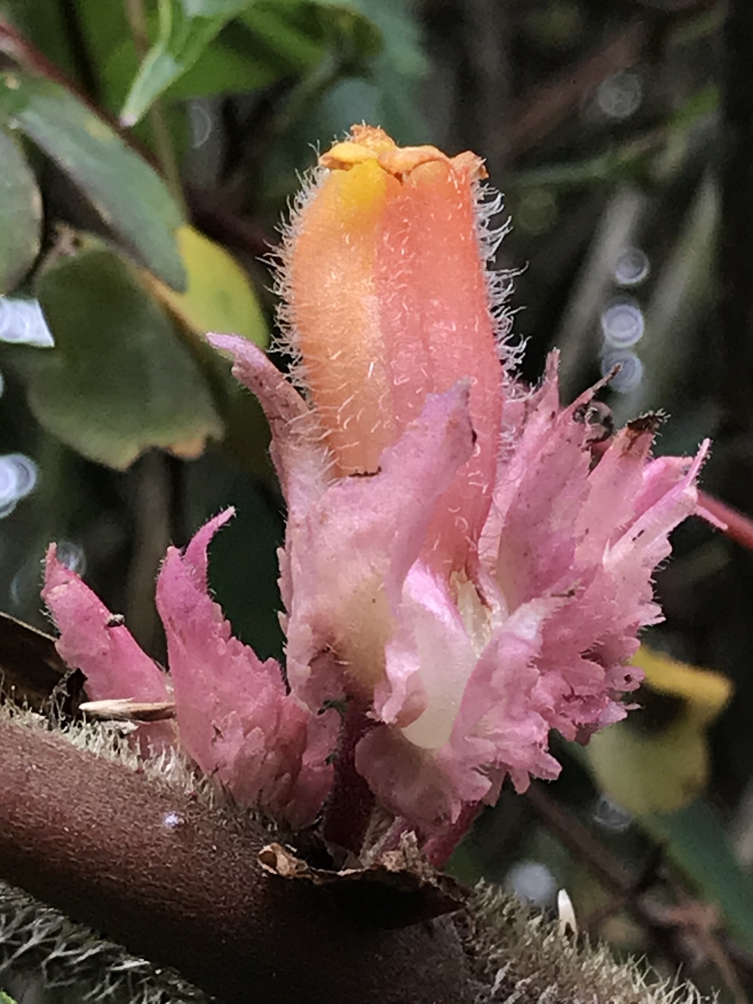 Glossoloma ichthyoderma (Hanst.) J.L.Clark