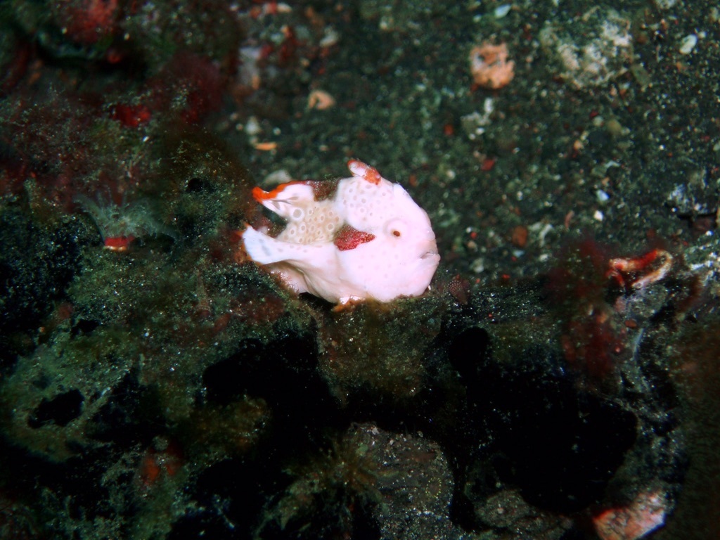 Warty Anglerfish (Antennarius maculatus) - Marine Life Identification