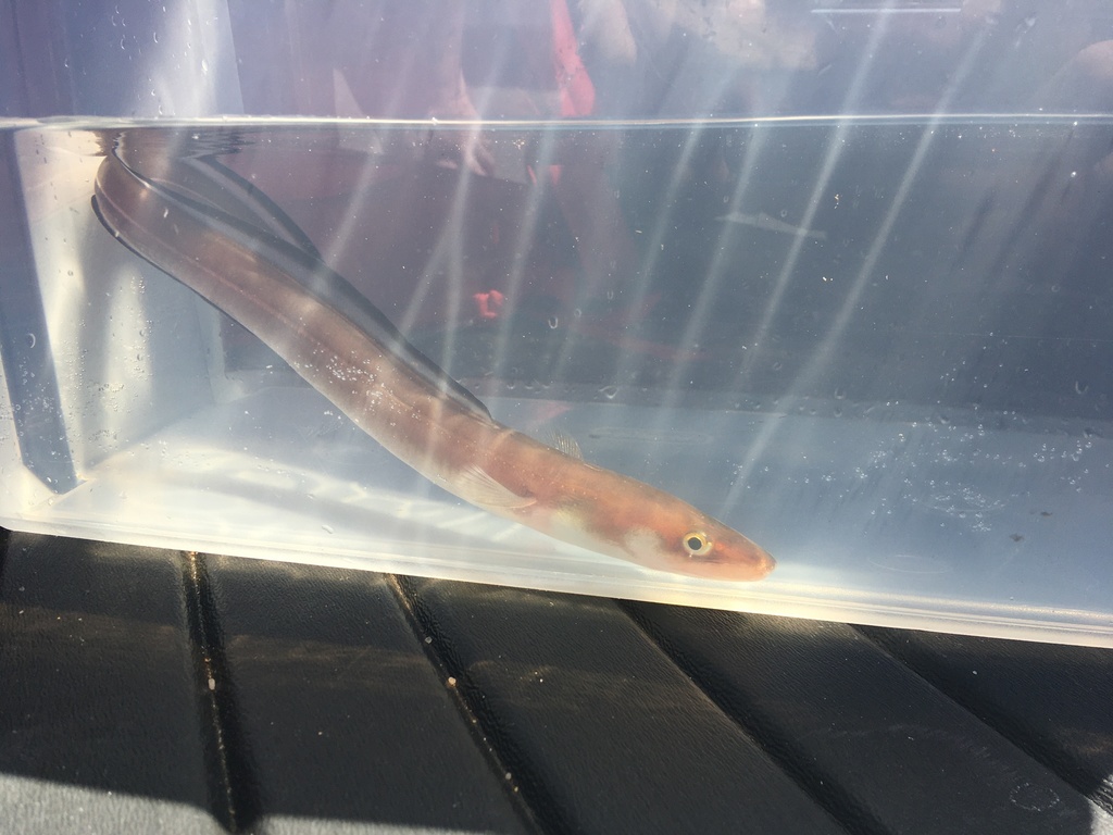 American Conger (Conger oceanicus) - Marine Life Identification