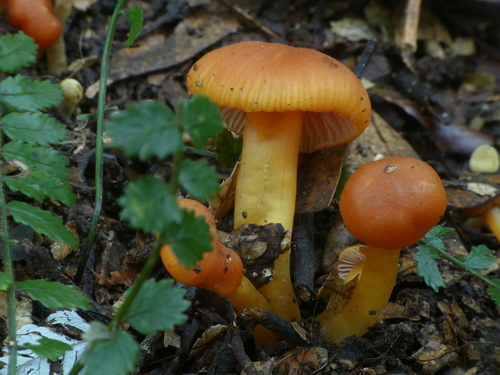 Humidicutis conspicua · NaturaLista Colombia