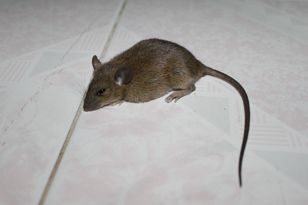 Polynesian Rat from Nantawan Village on January 16, 2010 at 12:34 PM by ...