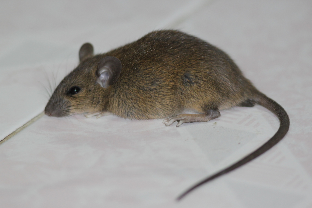 Polynesian Rat (Rattus exulans) - Know Your Mammals