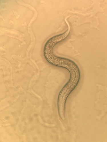 Subclass Chromadoria · iNaturalist