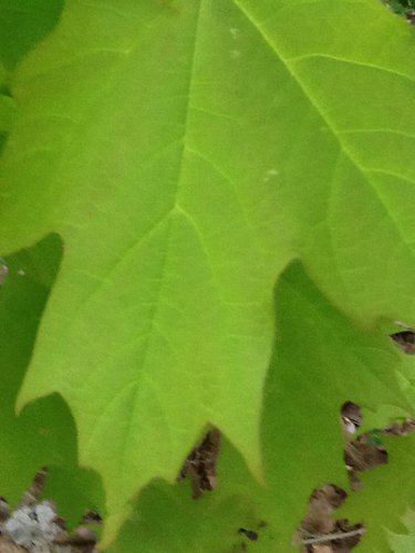 Sugar Maple (Forested Wetlands at the Watershed Center) · iNaturalist ...