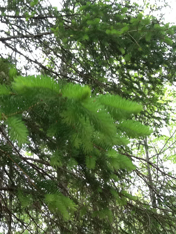 Balsam Fir (Forested Wetlands at the Watershed Center) · iNaturalist