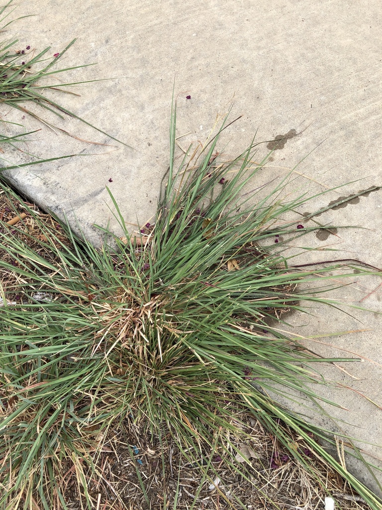 King Ranch Bluestem Identification at Roy Leavitt blog