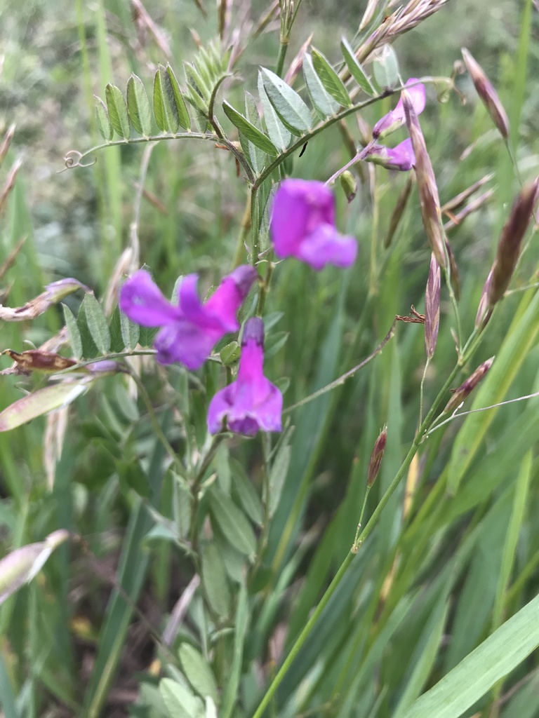 American vetch from Gunnison County, US-CO, US on July 28, 2020 at 11: ...