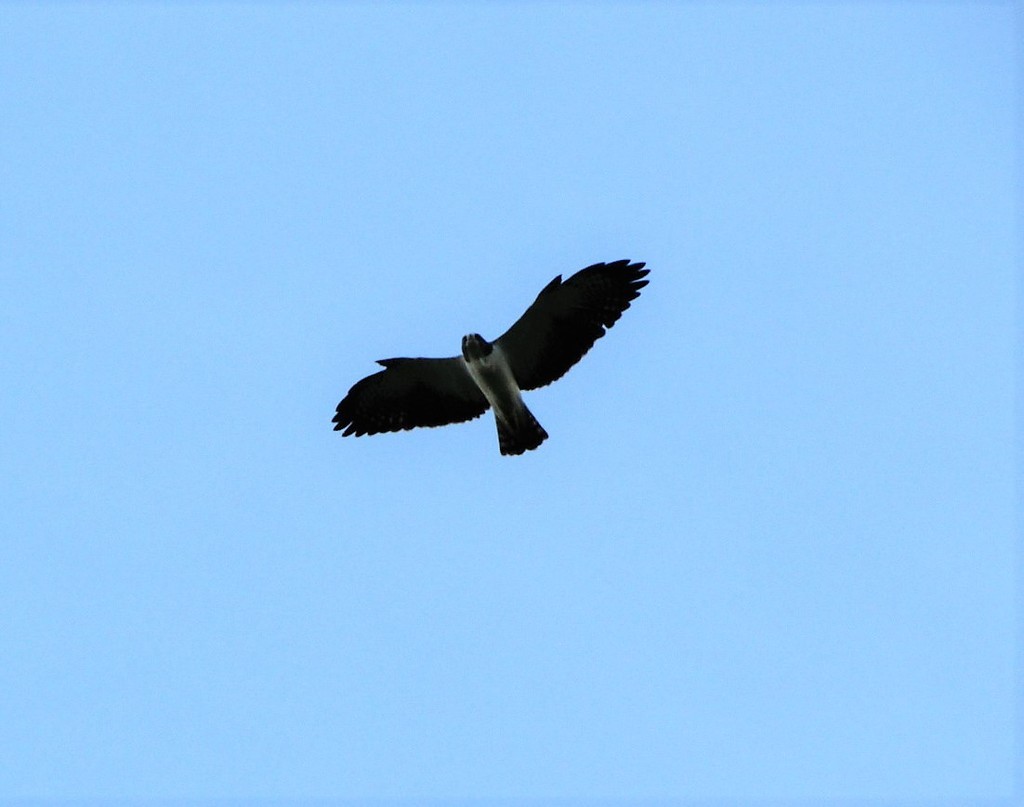 Short-tailed Hawk from Caroni Swamp, Trinité-et-Tobago on January 23 ...