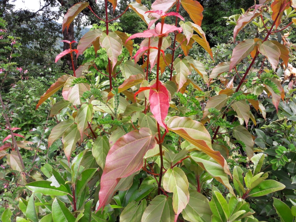 Sikkim Maple from Wangdue Phodrang on June 23, 2017 at 10:44 AM by ...