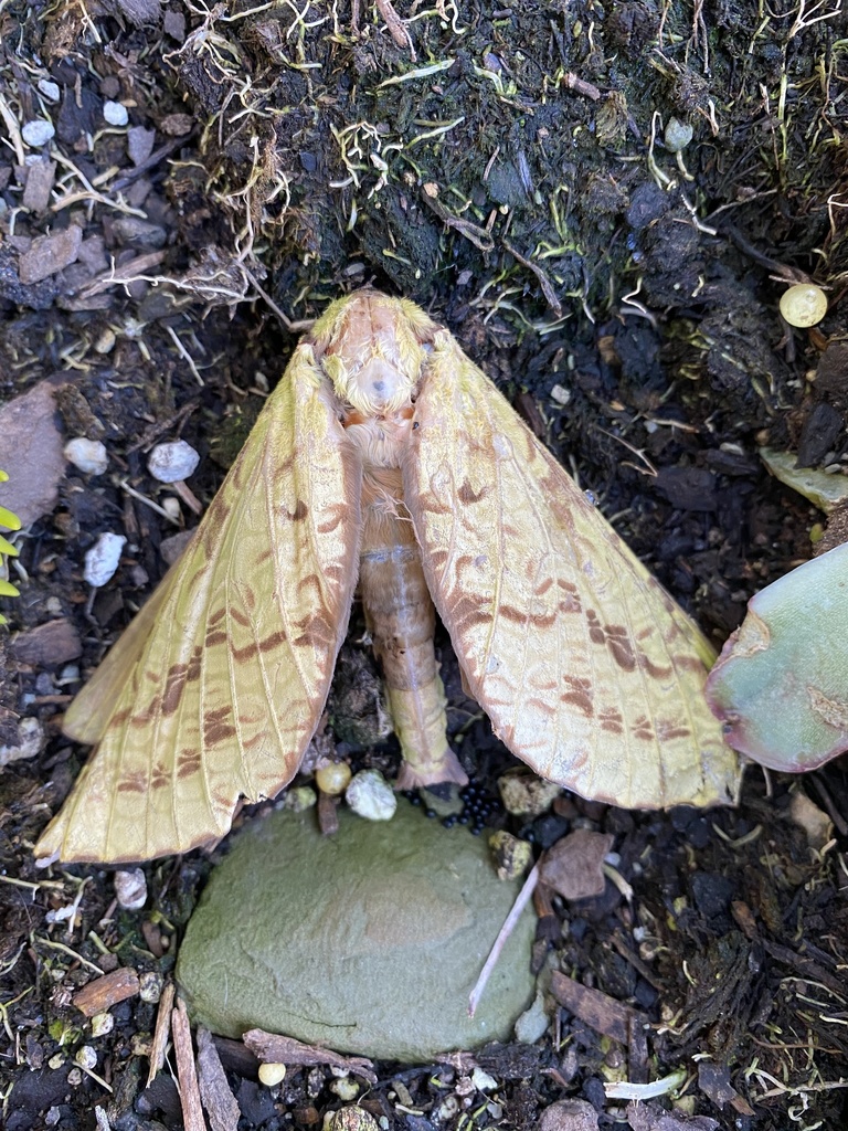 Puriri moth from Seacliffe Avenue, Belmont, Auckland, NZ on July 28 ...