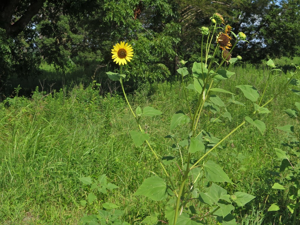 Common Sunflower from Desha County, AR, USA on July 26, 2020 at 10:54 ...