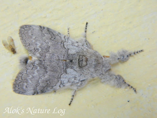 Grote's Tussock Moth from Kalatop on July 29, 2011 at 06:26 AM by Alok ...