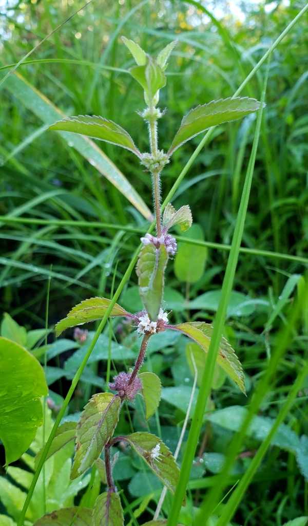 American cornmint from Gravenhurst, ON P1P 1R2, Canada on July 28, 2020 ...