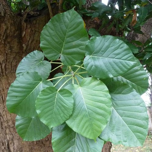 Umbrella Tree Fig (Ficus umbellata) · iNaturalist