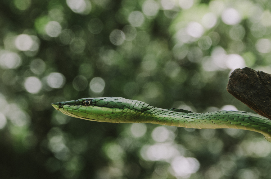 Pointed Snake from Municipio de Sabana de la Mar, República Dominicana ...