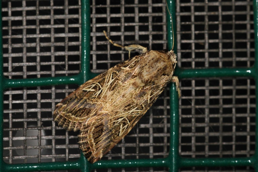 Mediterranean Brocade (Noctuidae of Africa) · iNaturalist
