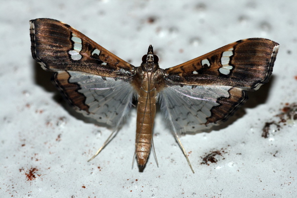 Mung Bean Moth (Moths of Singapore) · iNaturalist