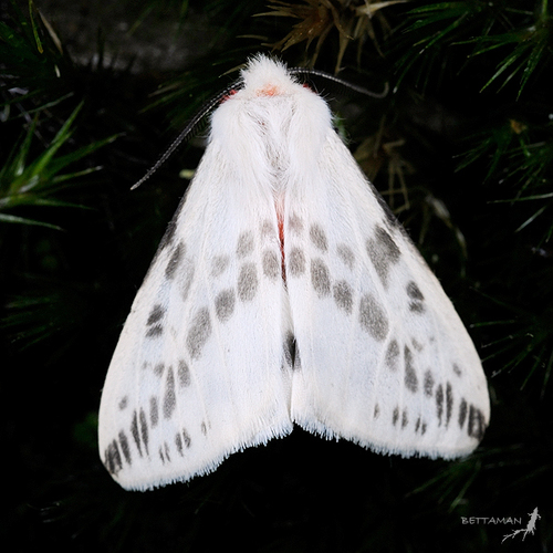 Genus Lemyra · iNaturalist