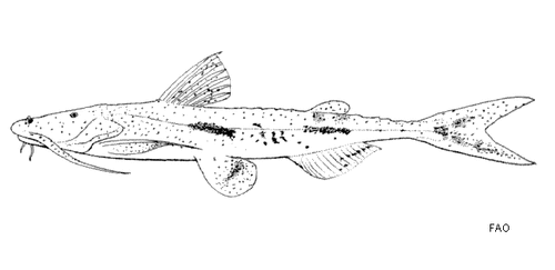 Crocodile catfish (Bagarius suchus) · iNaturalist