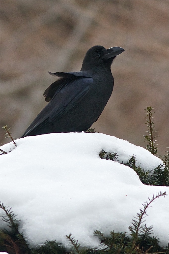 Large-billed Crow from Irifunecho, Hakodate, Hokkaido 040-0057, Japan ...
