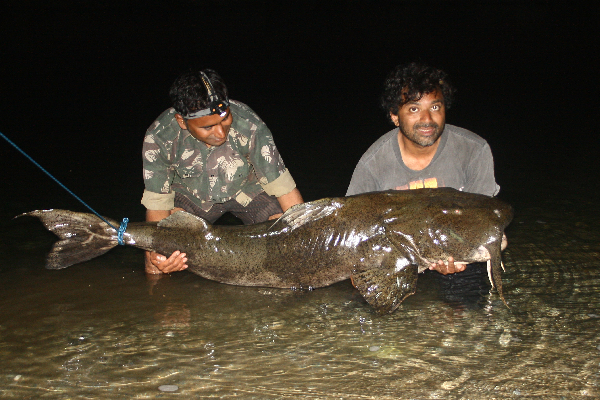 Goonch (Bagarius bagarius) - Marine Life Identification