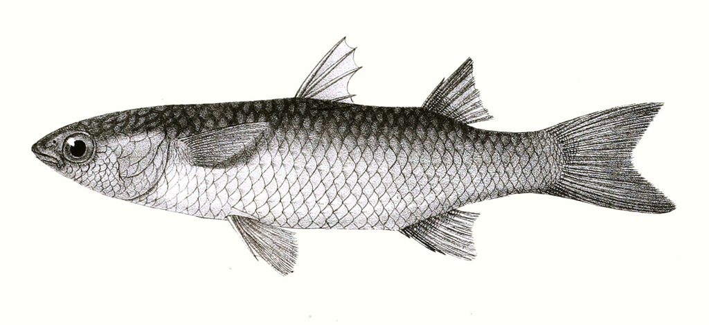 Largescale Mullet (Planiliza macrolepis) - Marine Life Identification