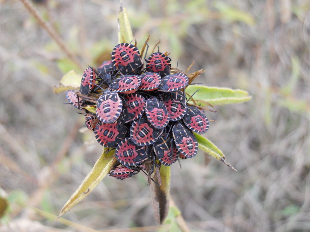 Variegated Fruit Bug from Capo Stornello on June 5, 2010 at 06:32 PM by ...