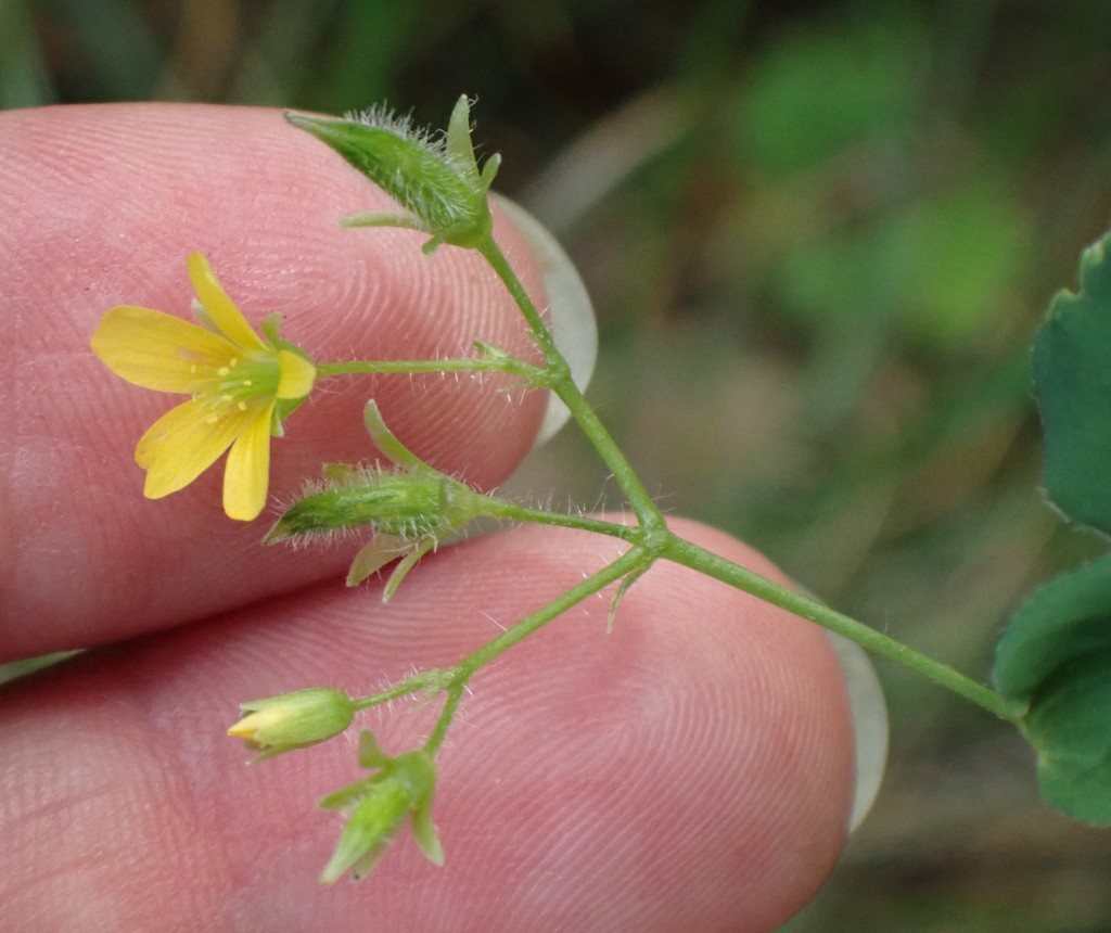 upright yellow woodsorrel (Oxalis stricta) - Botanical Realm