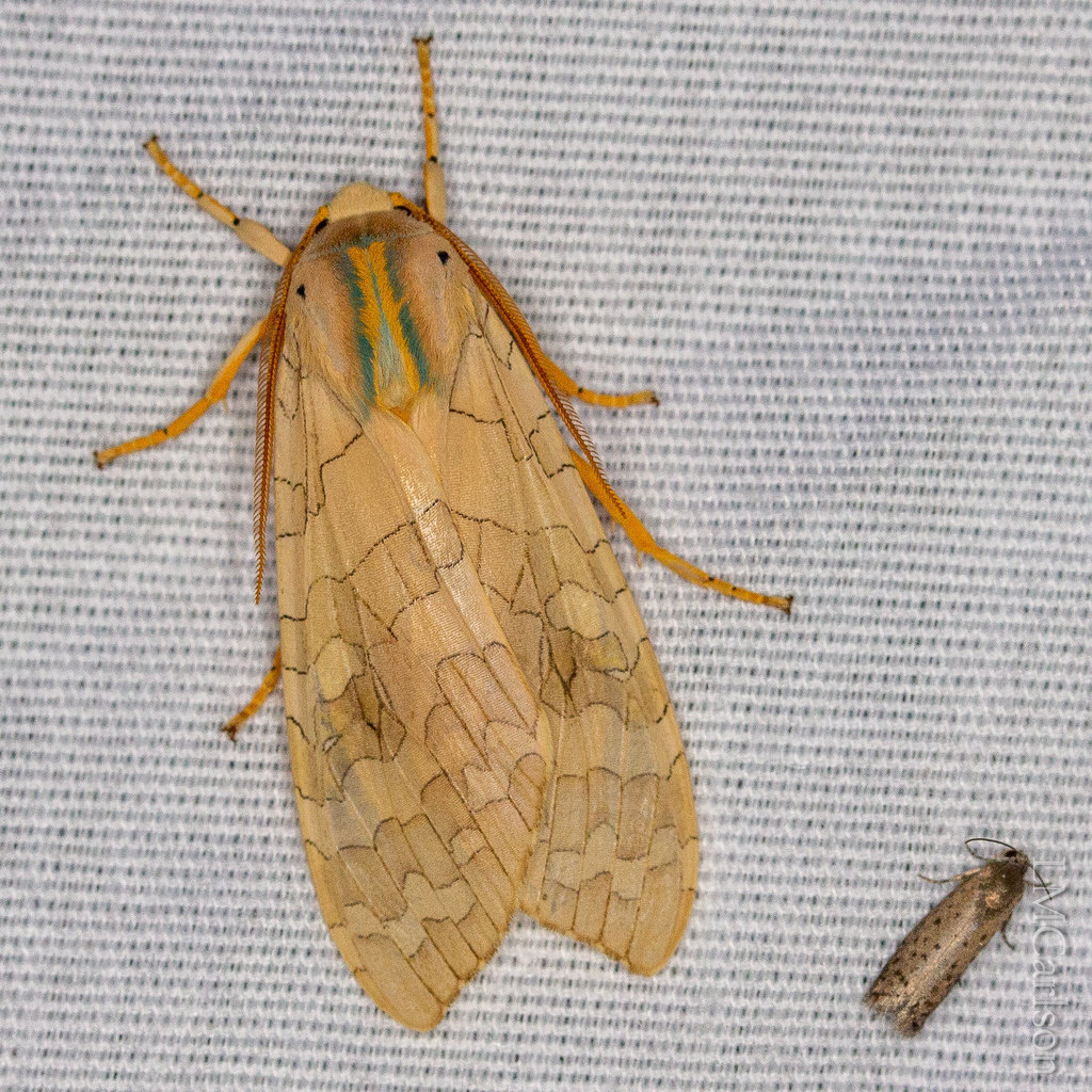 Halysidota from Backyard Butterflies, Inc on July 25, 2020 by Lior ...