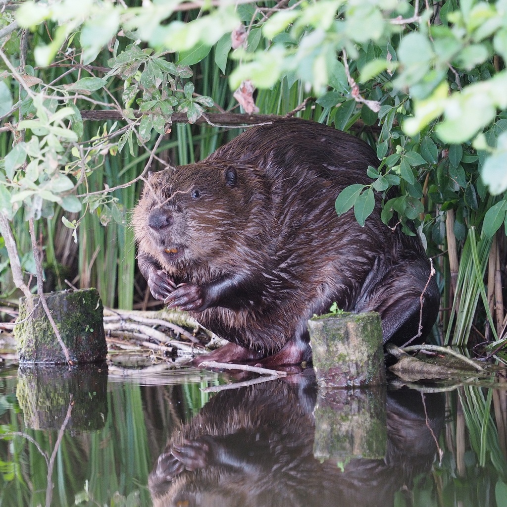 Eurasian Beaver (Megafauna Parks (W Palearctic)) · iNaturalist