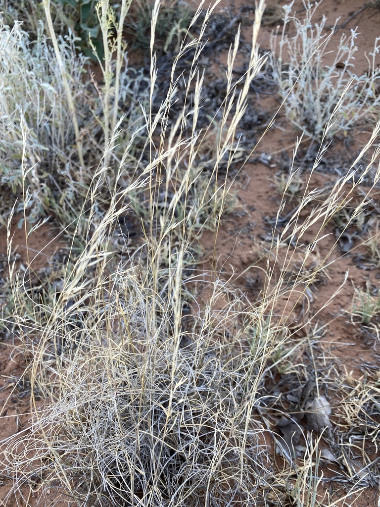 Purple Threeawn from Hobbs, NM, US on July 28, 2020 at 07:06 PM by ...
